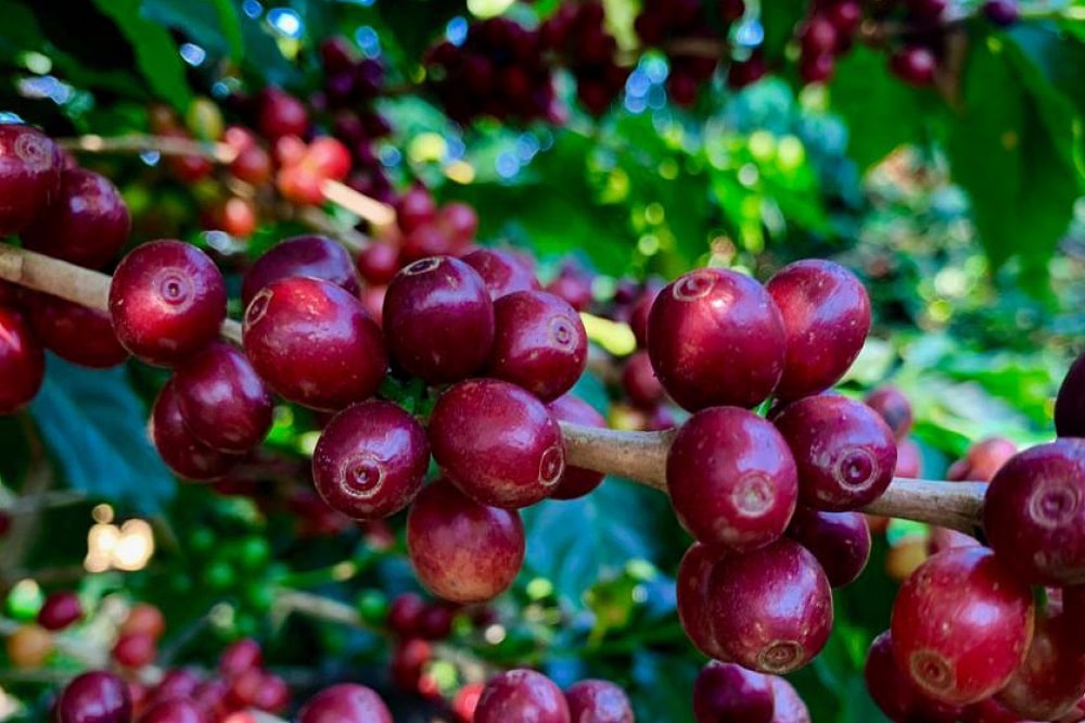 EFICO GROUP TO SUPPORT WORLD COFFEE RESEARCH GLOBAL COFFEE MONITORING PROGRAM - Efico | A ...